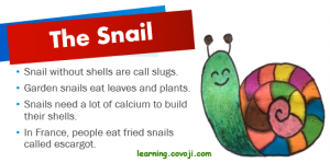 Little Snail, Little Walk | Covoji Learning