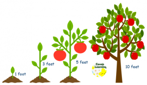 Growing Apple Tree | Height | Covoji Learning